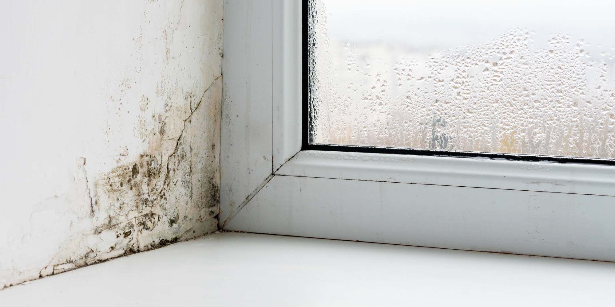 What Causes Mold in Your Home - CMS Home Inspection